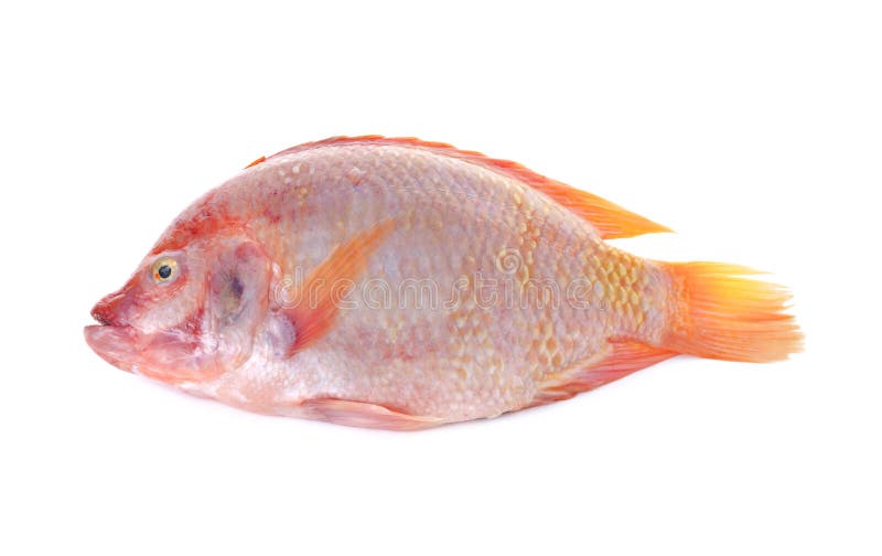 Whole Round Fresh Red Tilapia Fish or TUB-TIM Fish on White Stock Photo ...