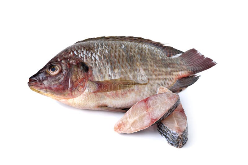 Whole Round Fresh Tilapia Fish Stock Photos - Free & Royalty-Free Stock ...