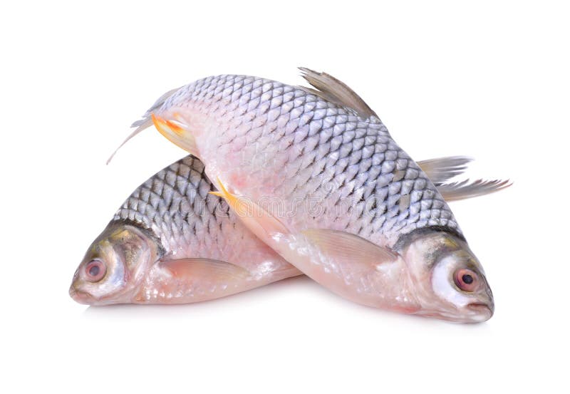 Whole Round Silver Barb Fish on White Background Stock Photo - Image of ...