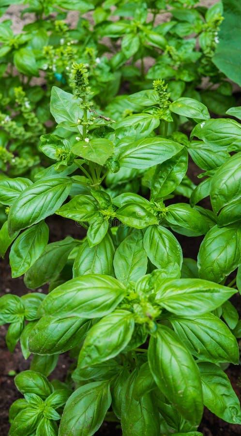 A Whole Row of Green Basil in the Garden Stock Photo - Image of ...