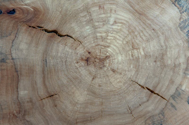 Whole Rustic Circle Wood Structure with Visible Years and Cracks Stock ...