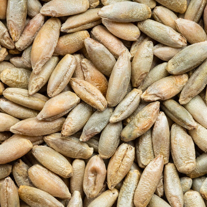 Whole rye grains close up stock photo. Image of macro - 220201834