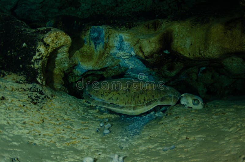 Turtle Cave Scuba Diver Sipadan Stock Photo - Image of beneath ...
