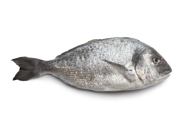 Dorade fish stock image. Image of shot, food, white, isolated - 9375007