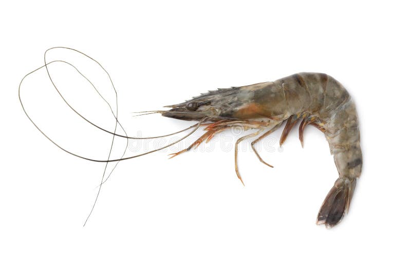 Whole Single Fresh Black Tiger Shrimp Stock Image - Image of seafood ...