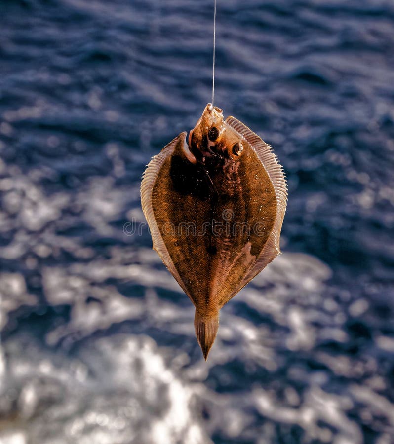 Torbay sole stock image. Image of flounder, white, torbay - 13755309