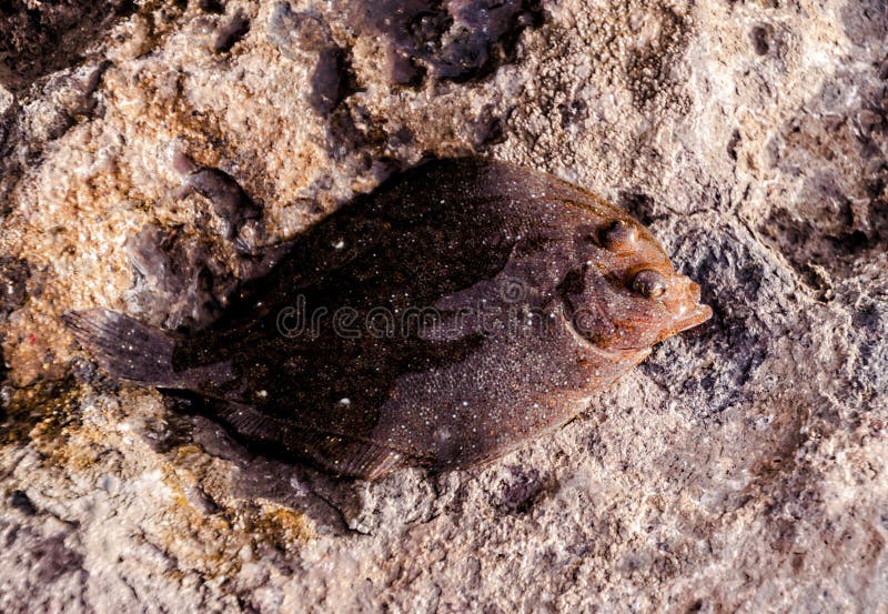 Whole Single Fresh Sole Fish Stock Image - Image of fish, flatfish ...