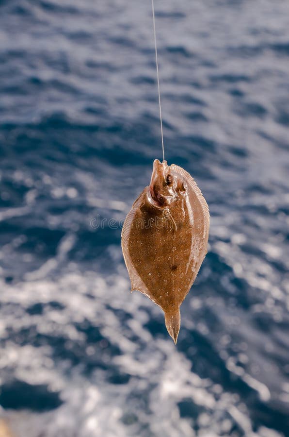 Whole Single Fresh Sole Fish Stock Photo - Image of cold, market: 46877102