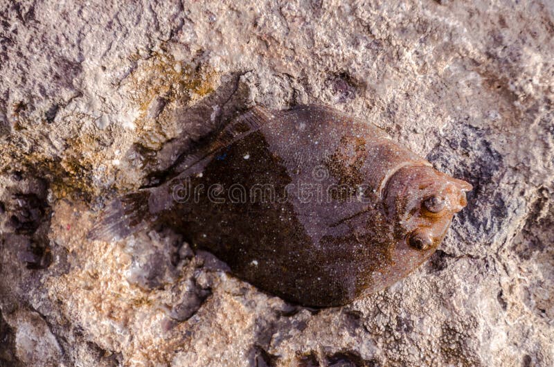 Whole Single Fresh Sole Fish Stock Image - Image of fishing, sole: 47070549