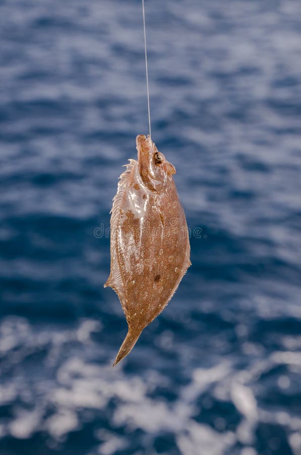 Whole Single Fresh Sole Fish Stock Photo - Image of healthy, food: 48057972