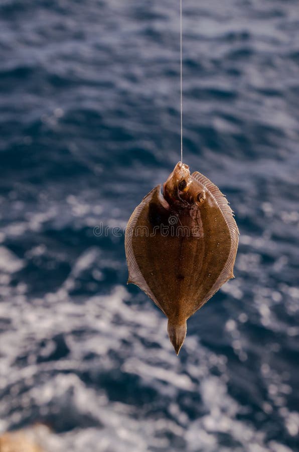 Whole Single Fresh Sole Fish Stock Photo - Image of cold, market: 46877102