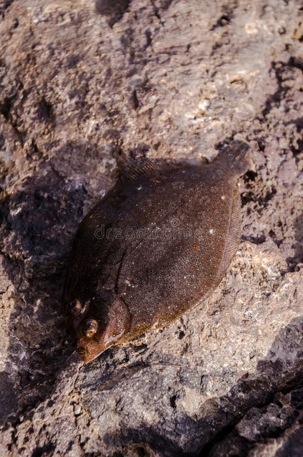 Whole Single Fresh Sole Fish Stock Image - Image of grey, healthy: 48179865