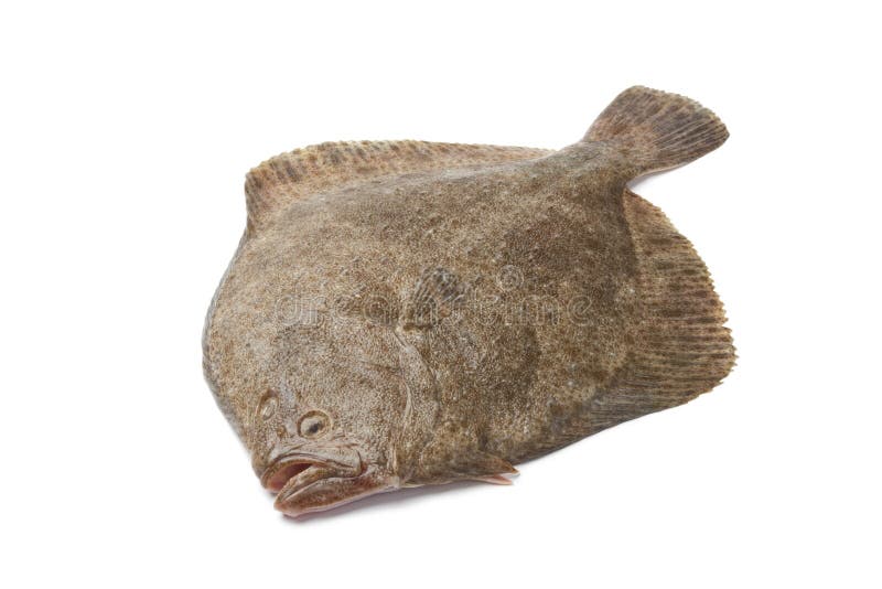Whole Single Fresh European Flounder Stock Image - Image of single ...