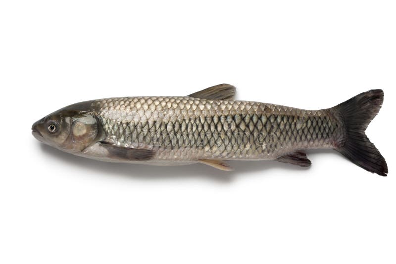 The White Amur or Grass Carp. Stock Photo - Image of angling, idella ...