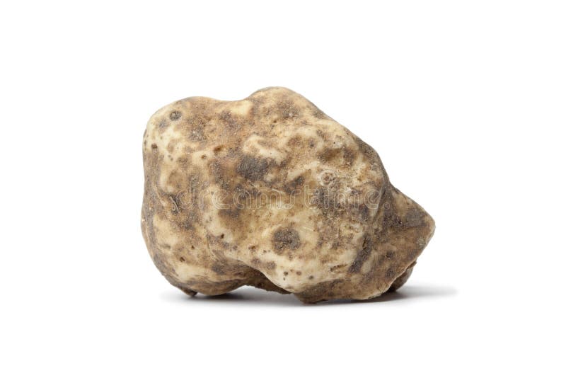 White truffle stock photo. Image of delicacy, gourmet - 18861732