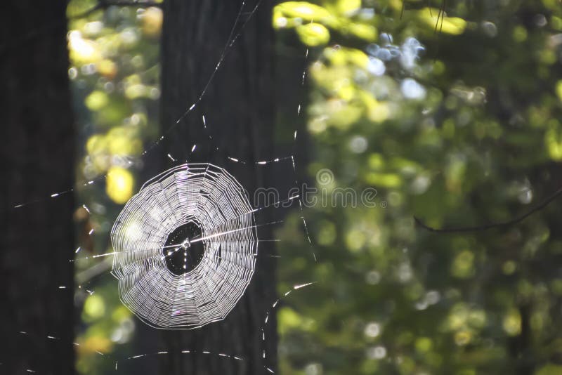 Whole Spider Web stock image. Image of forest, leaves - 27190993