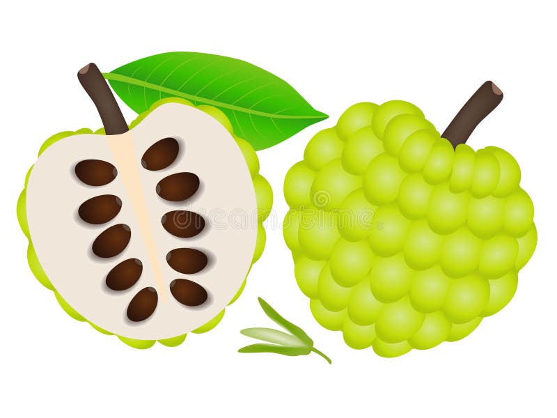 Sugar Apple Stock Illustrations – 6,314 Sugar Apple Stock Illustrations ...