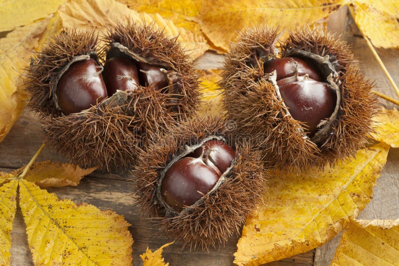 Whole sweet chestnuts stock image. Image of sativa, spiky - 61858001