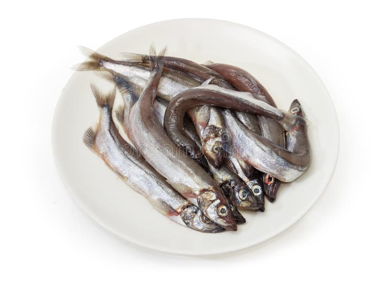 Whole Uncooked Capelin on the White Dish Stock Photo - Image of damp ...