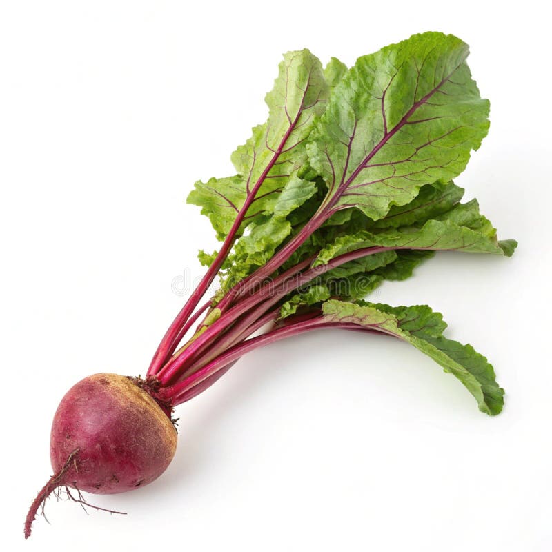 Whole Vertical Beet Root with Leaves Isolated on White Background Stock ...