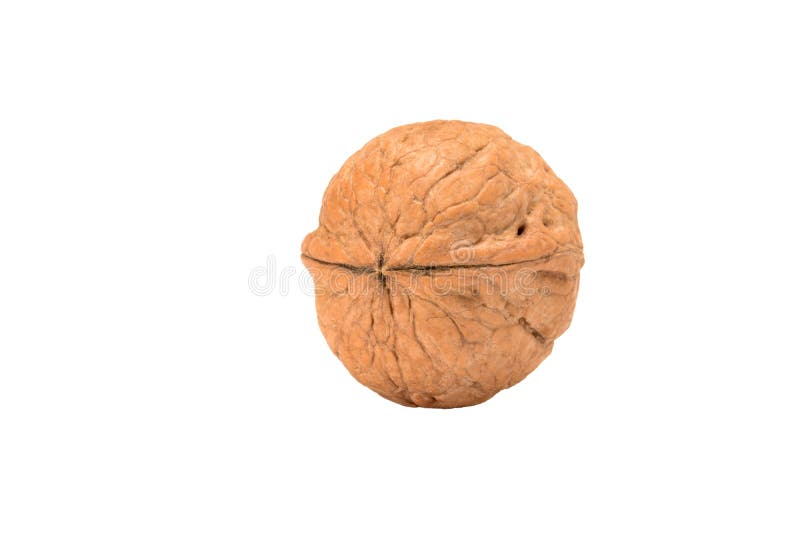 Whole Walnut, Close Up Macro Center View, Isolated on White Background ...