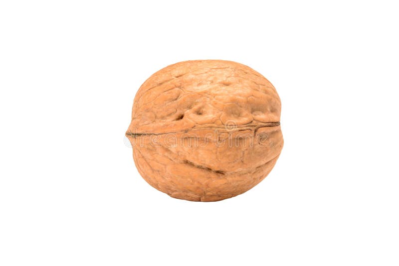 Whole Walnut, Close Up Macro View from Right Side, Isolated on White ...