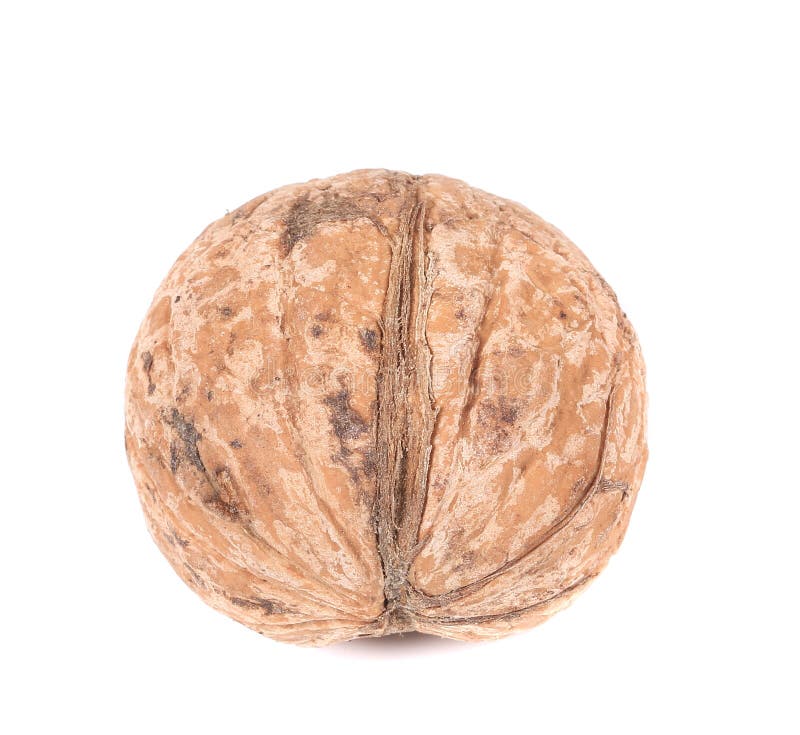 Whole walnut. stock image. Image of natural, separately - 40503675