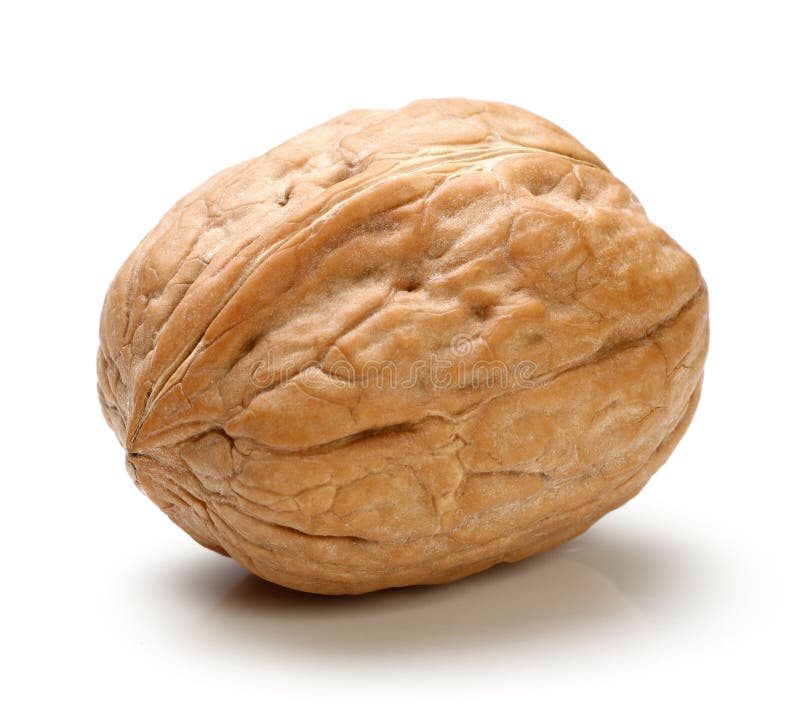 Whole walnut isolated stock photo. Image of energy, healthy - 83552146