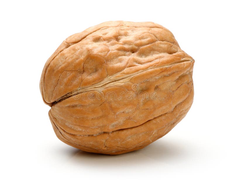 Whole walnut isolated stock image. Image of kernel, antioxidant - 83554125