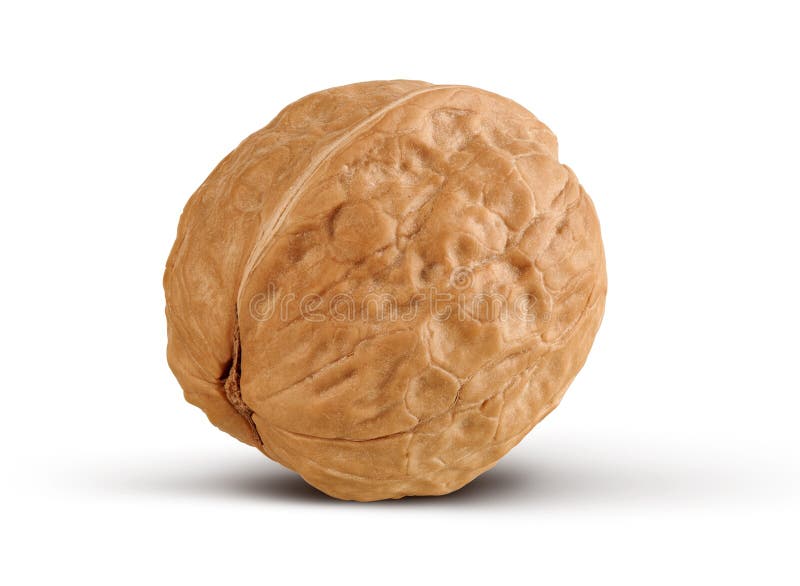 Whole Walnut Kernel Isolated on White Background. Walnut without Shell ...