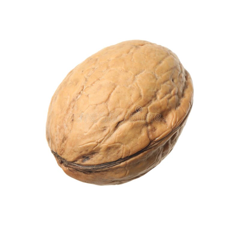 Whole Walnut in Shell Isolated on White Stock Image - Image of ...