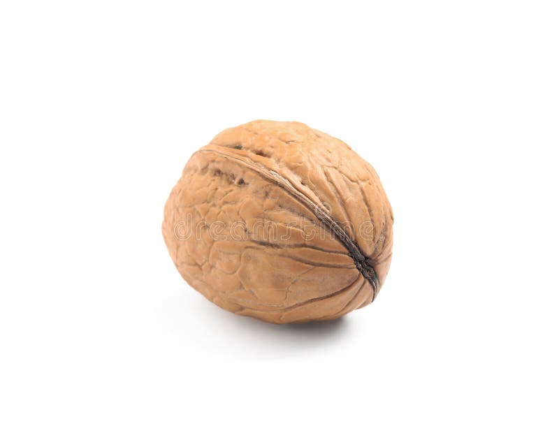 Whole Walnut in Shell Isolated on White Stock Image - Image of dried ...