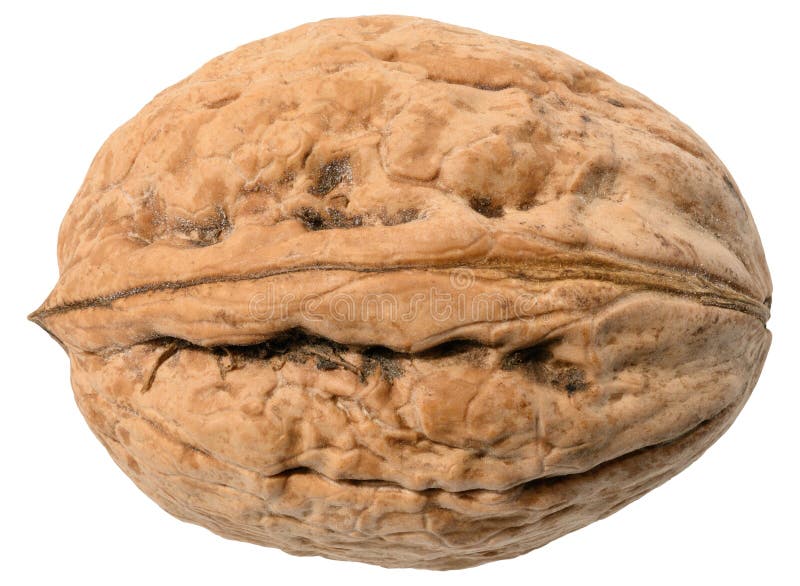 Whole Walnut with Textured Shell Close-up Stock Photo - Image of seed ...