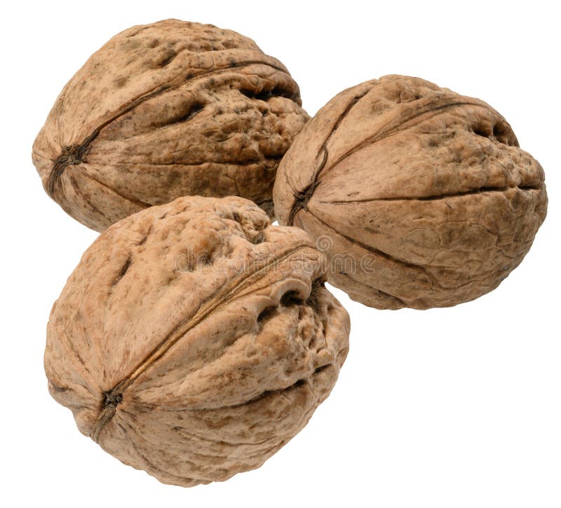 Whole Walnut with Textured Shell Close-up Stock Image - Image of rough ...