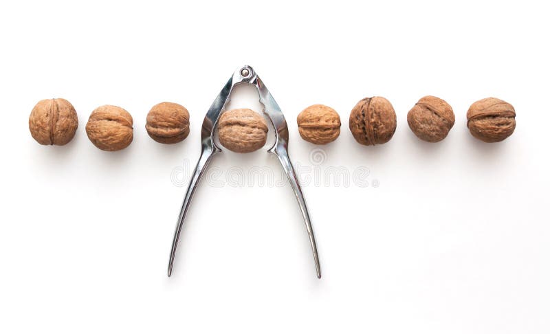 Whole Walnuts Line and Tongs Stock Photo - Image of group, forceps ...