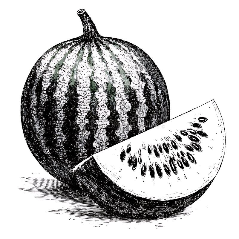 Whole Watermelon with a Slice, Hand-drawn Illustration Ink Sketch Stock ...