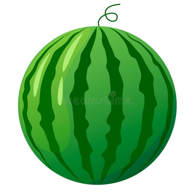 Whole Watermelon Vector Flat Material Design Isolated on White Stock ...