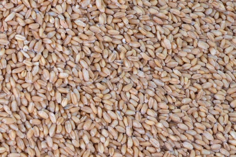 Whole Wheat Close Up, Texture or Background Stock Image - Image of ...