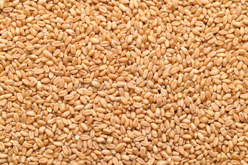 Whole Wheat Grain Texture Background, Food Ingredient Stock Image ...