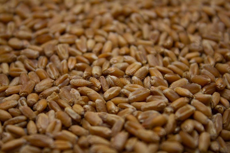 Whole Wheat Grains Lie in the Background Top View. Brown Grains of ...