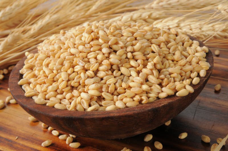 Whole wheat kernels stock photo. Image of ingredient - 31175730