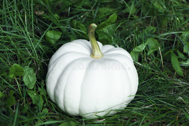 Whole White Pumpkin among Green Grass Outdoors Stock Image - Image of ...