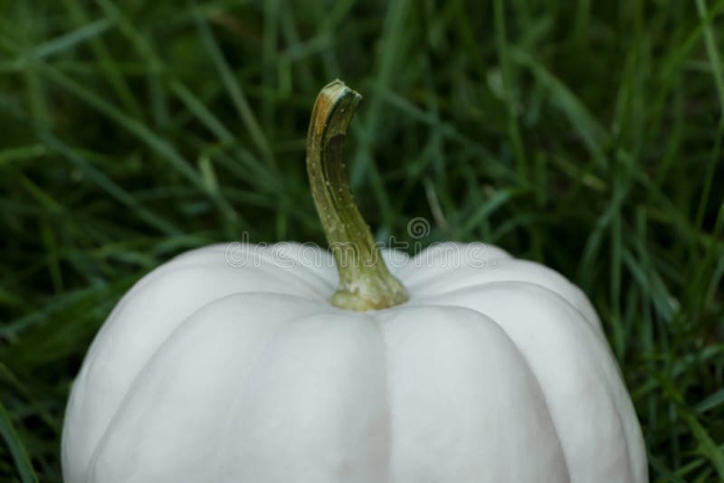 Whole White Pumpkin among Green Grass Outdoors, Closeup Stock Image ...