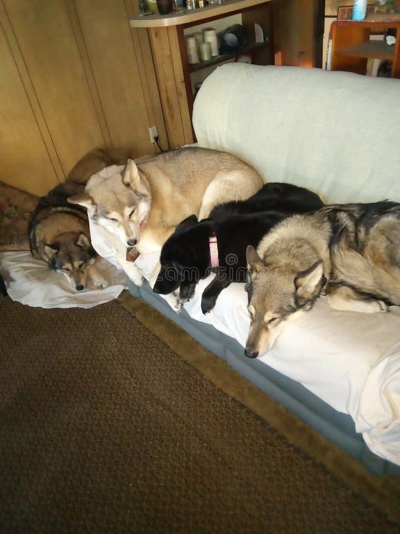 The whole Wolf Pack stock image. Image of wolf, dogs - 279587005