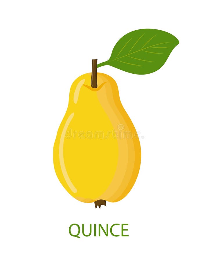 Cartoon Of A Yellow Quince Fruit With A Fresh Green Leaf Vector Or ...