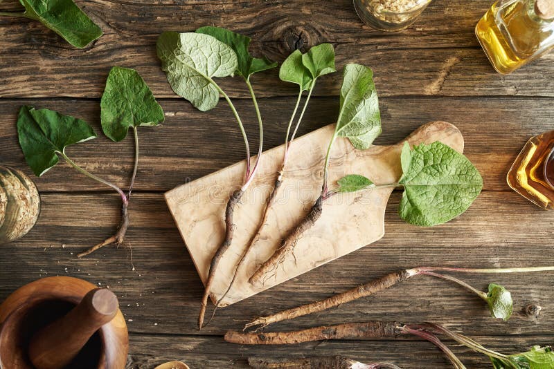 Whole Young Burdock Plants with Roots on a Table, with Herbal Tincture ...
