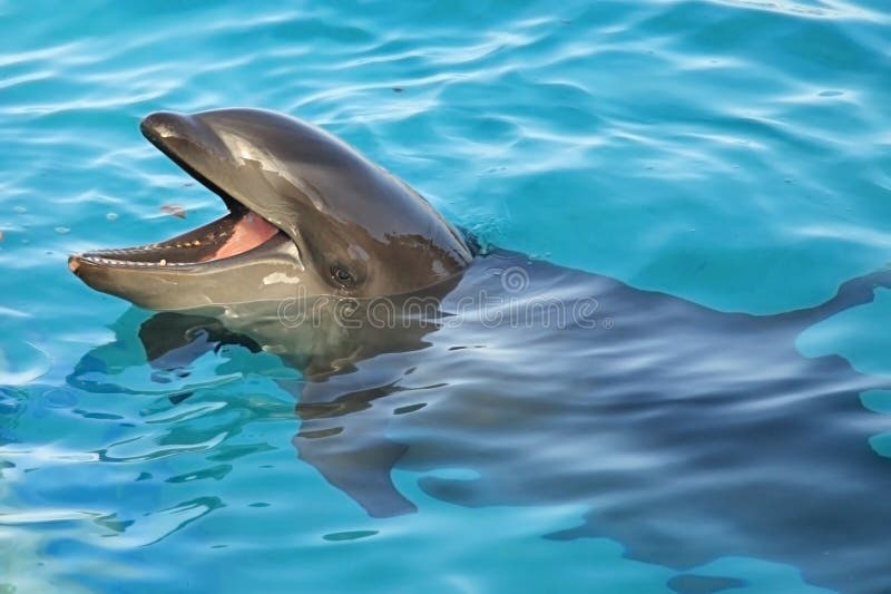 Wholphin Con La Boca Abierta Imagen de archivo - Imagen de aleta ...