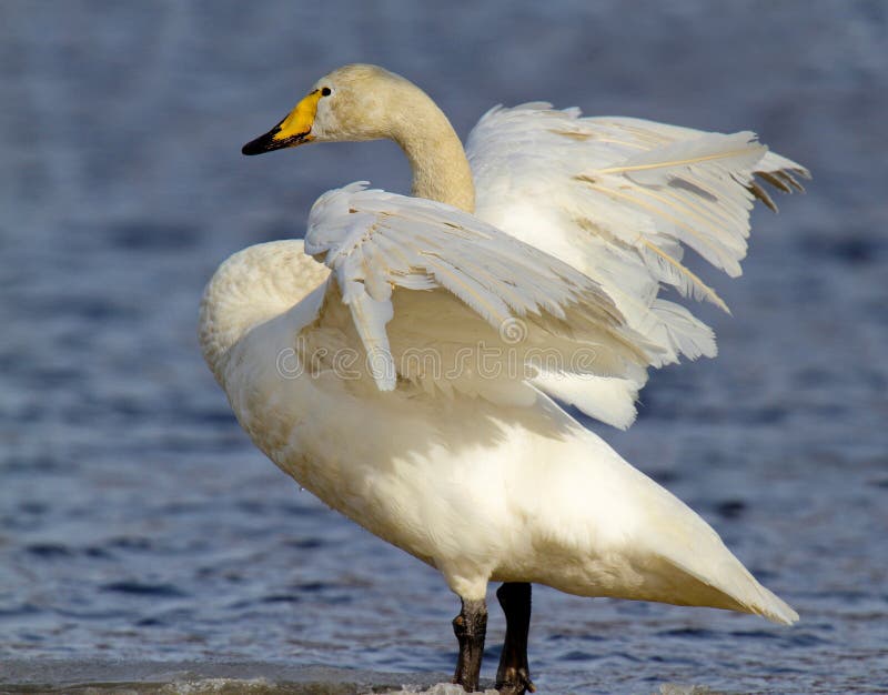 Whooper Swan stock photo. Image of testing, cygnus, prepare - 19350514
