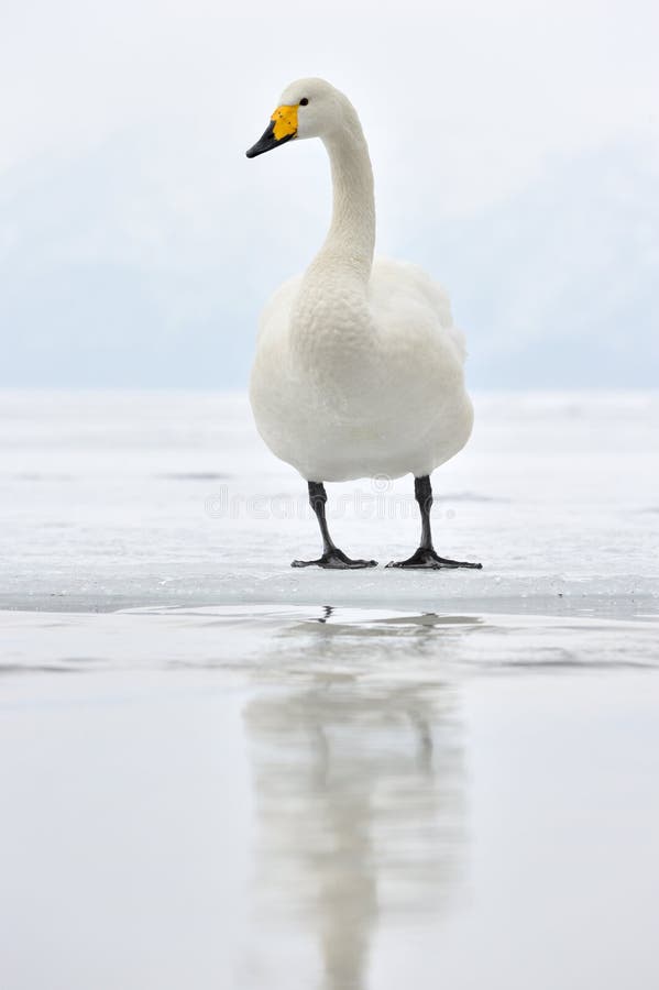Whooper Swan Face On stock image. Image of wild, neck - 3468777