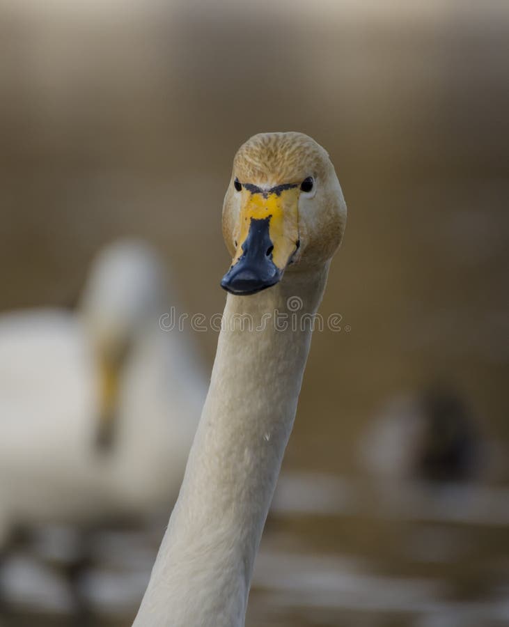 Whooper Swan stock image. Image of white, animal, wildlife - 25416191